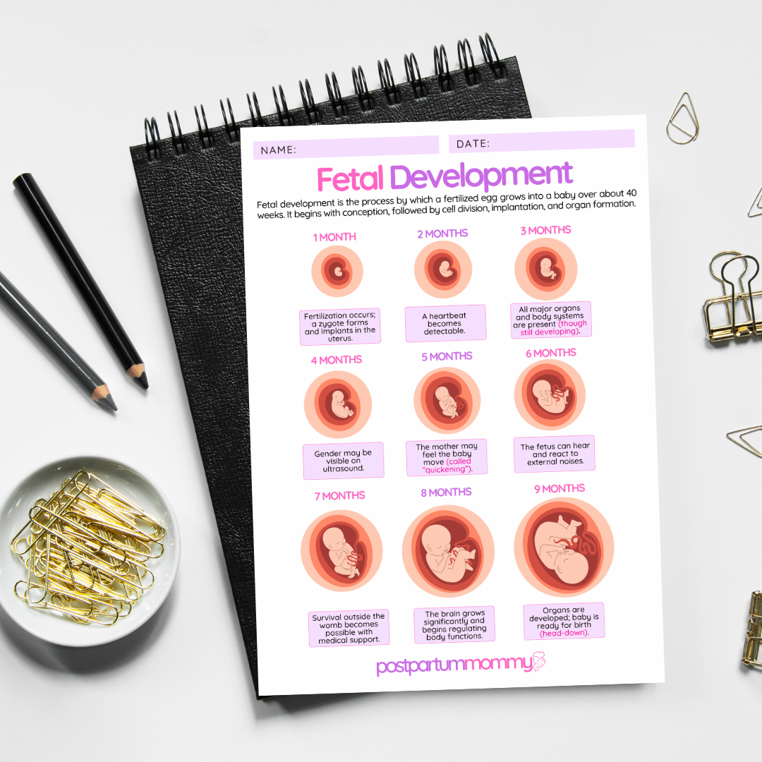 Fetal Development Worksheet – Postpartum Mommy™️