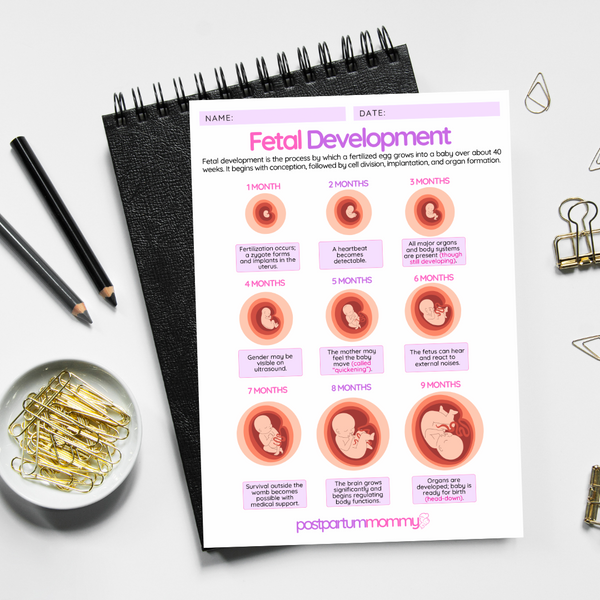 Fetal Development Worksheet – Postpartum Mommy™️