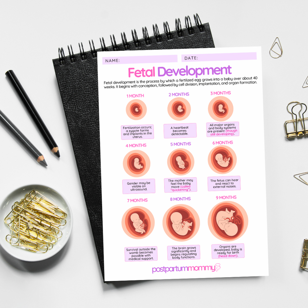 Fetal Development Worksheet – Postpartum Mommy™️